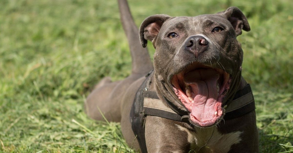 Chermside Local Pleads Guilty To Animal Cruelty Queensland Reviews Chermside Local Pleads Guilty To Animal Cruelty Queensland Reviews